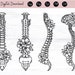 Floral Spine Anatomy SVG, Spine Svg, Human Spine Svg, Spinal Cord Svg, Flower Bones Svg, Anatomy ...