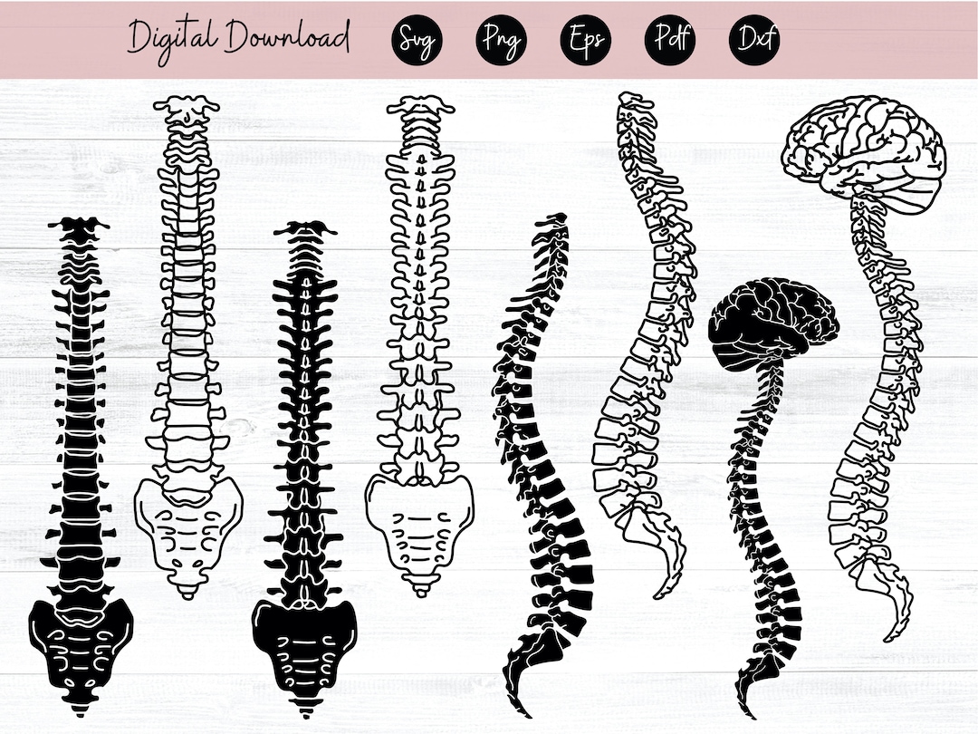 Anatomy Svg, Anatomy Spine Svg, Spine Svg, Cut File for Silhouette, Eps, Dxf, Png, Clipart ...