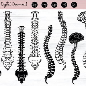 Anatomy Svg, Anatomy Spine Svg, Spine Svg, Cut File for Silhouette, Eps ...