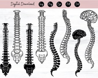 Anatomy Svg, Anatomy Spine Svg, Spine Svg, Cut File for Silhouette, Eps, Dxf, Png, Clipart ...