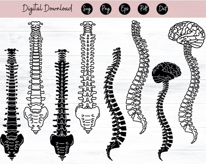Spinal Cord Papercutting Template, Anatomical Template, Vinyl Template ...