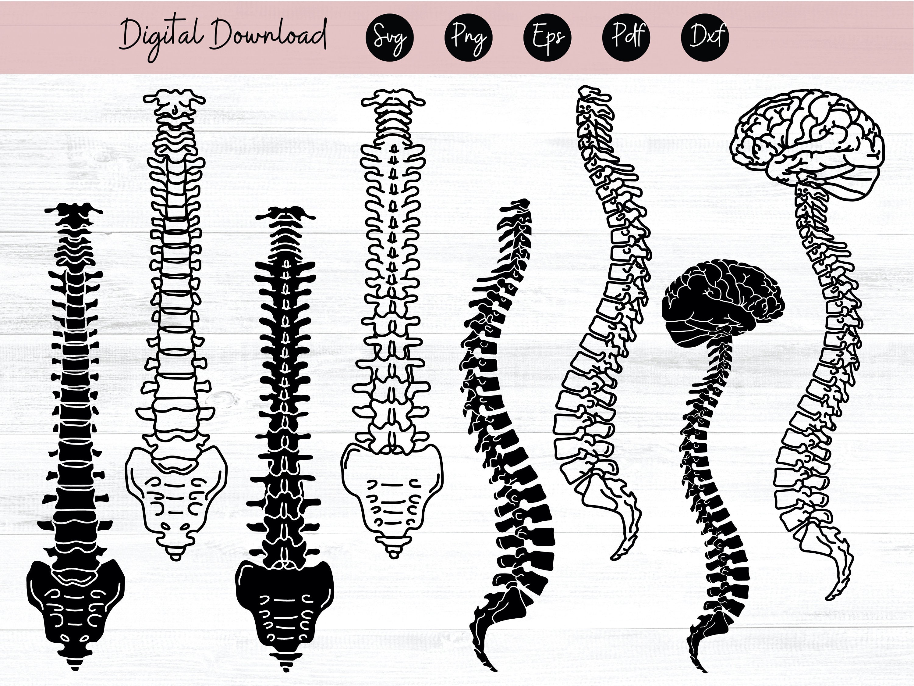 Anatomy Svg, Anatomy Spine Svg, Spine Svg, Cut File for Silhouette, Eps ...