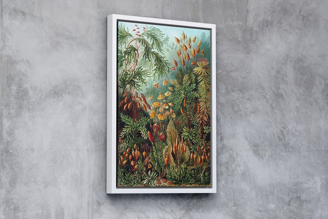 Ernst Haeckel Art Forms in Nature ,vintage Poster ,muscinae Mushroom ...