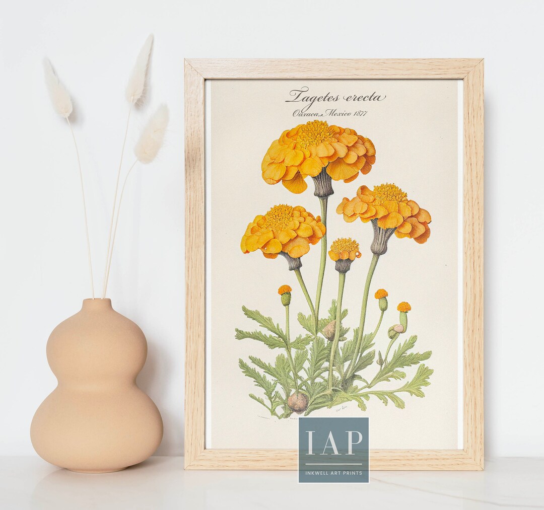 Marigold Botanical Wall Art| Digital Print Download | Marigold Floral ...