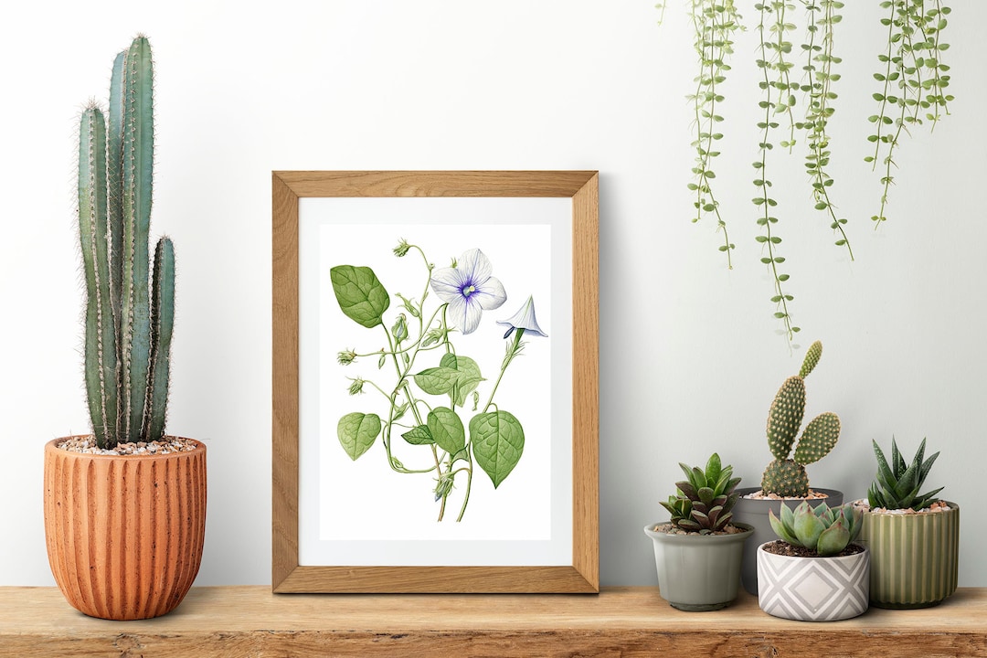 Downloadable Digital Art, Printable Wall Decor, Moonflower 1 - Etsy