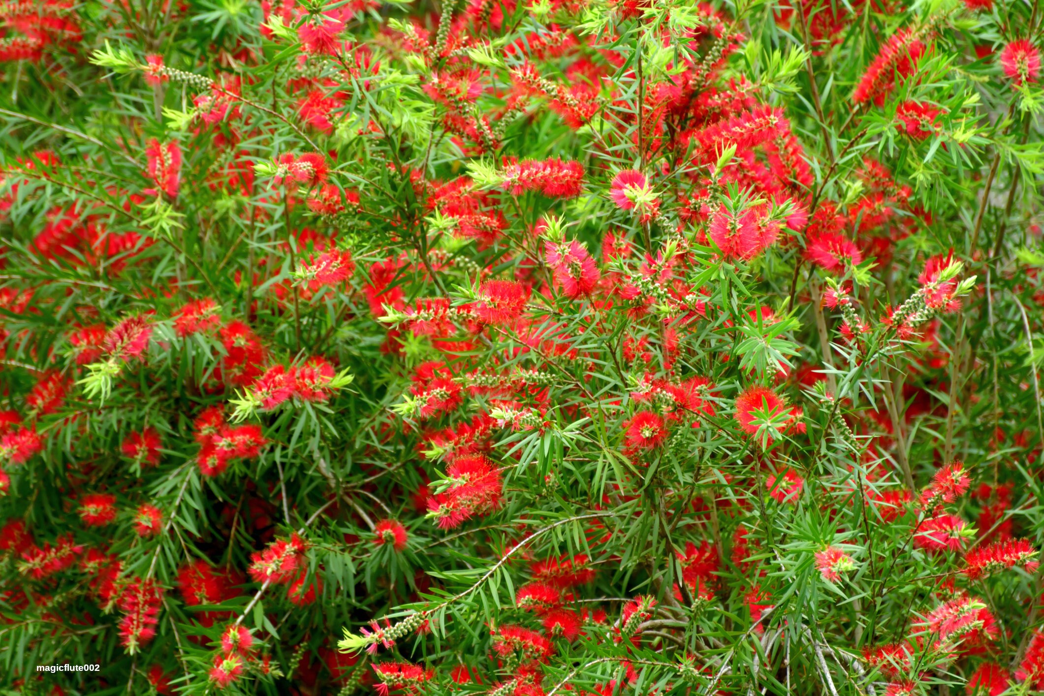 Crimson Bottlebrush Seeds, Callistemon Citrinus, 500 Plus Seeds, Red ...