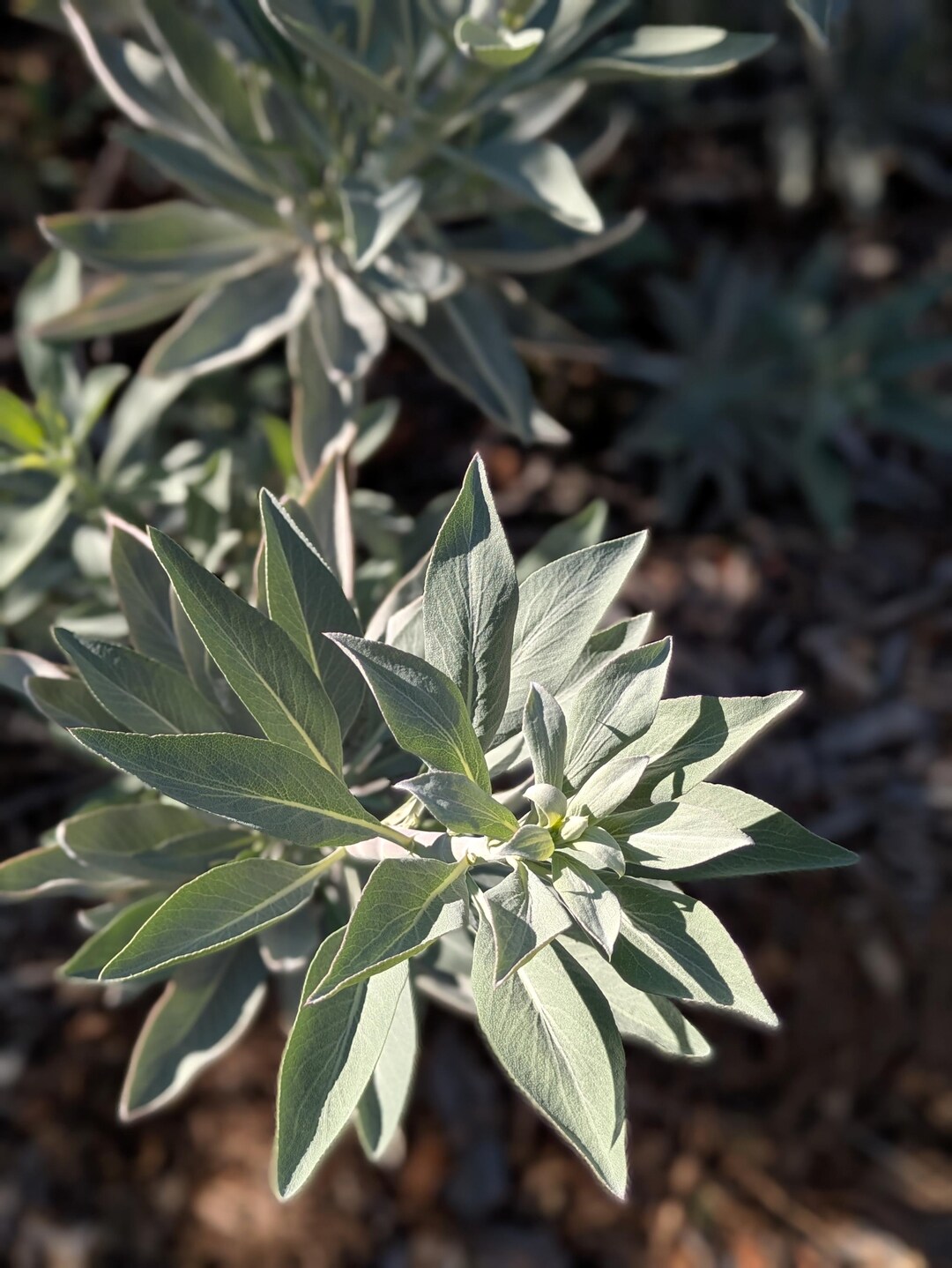 White Sage, Salvia Apiana, 50 Seeds, Native, California, Drought and ...