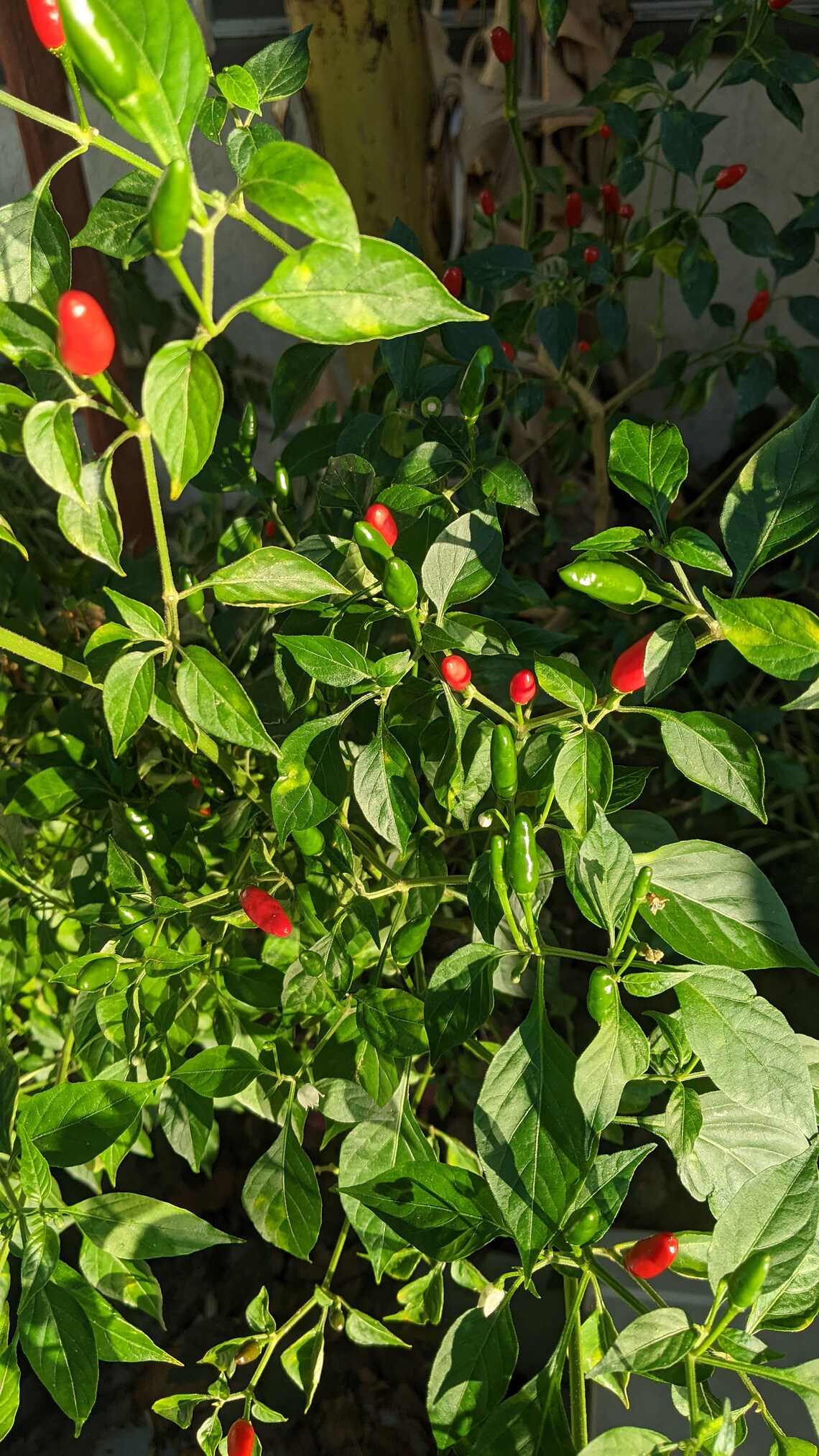 Pequin Pepper Seeds, Piquin, Chile, Small Hot Chilli Pepper, 30 Seeds ...