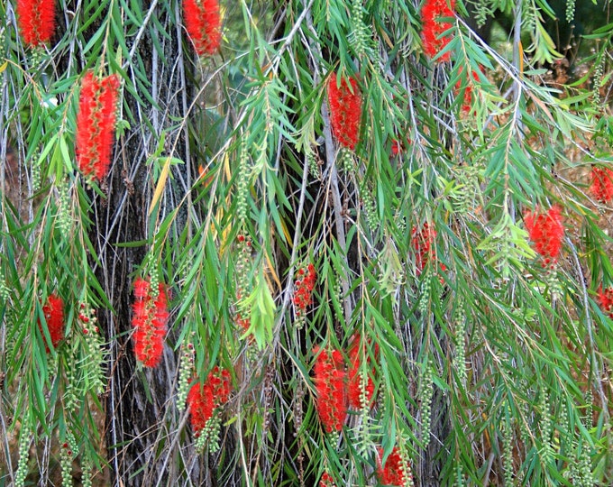 Weeping Bottlebrush Seeds, Callistemon Viminalis, 500 Seeds, Red ...