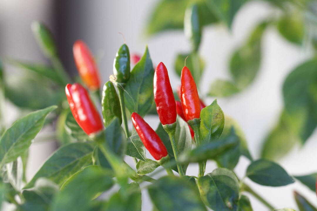 Pequin Pepper Seeds, Piquin, Chile, Small Hot Chilli Pepper, 30 Seeds ...