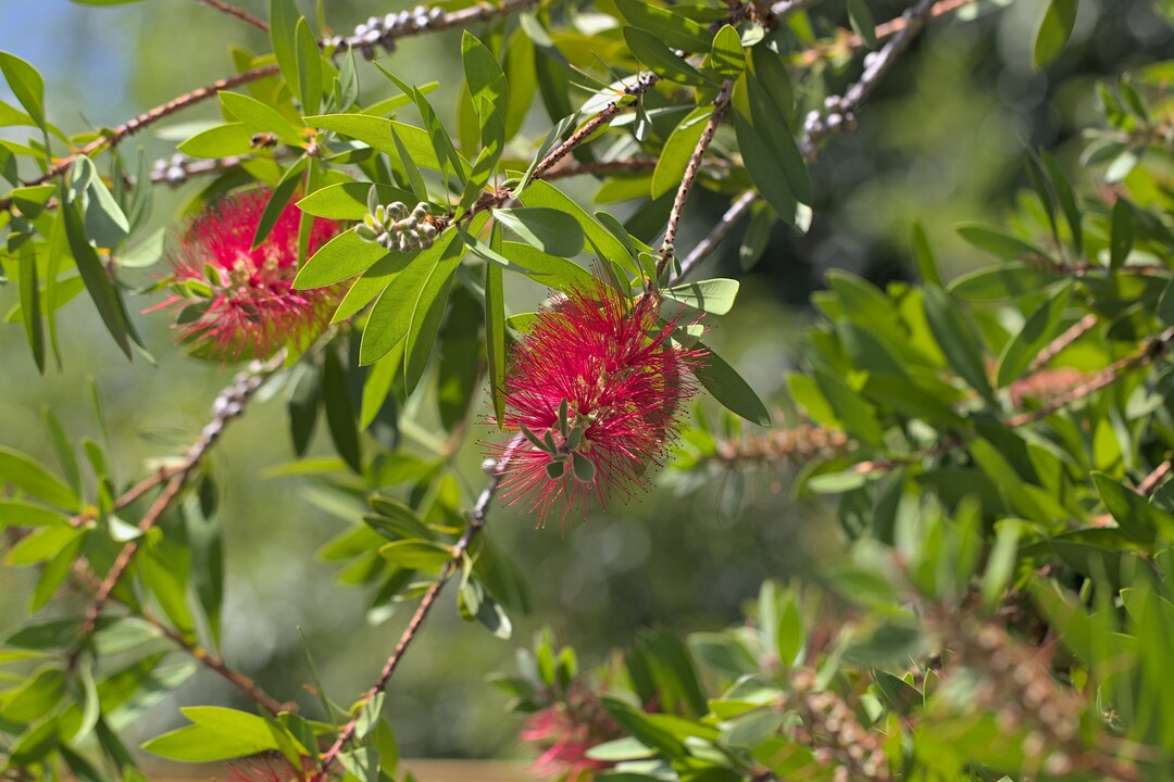 Crimson Bottlebrush Seeds, Callistemon Citrinus, 0.15g Seeds, Red ...
