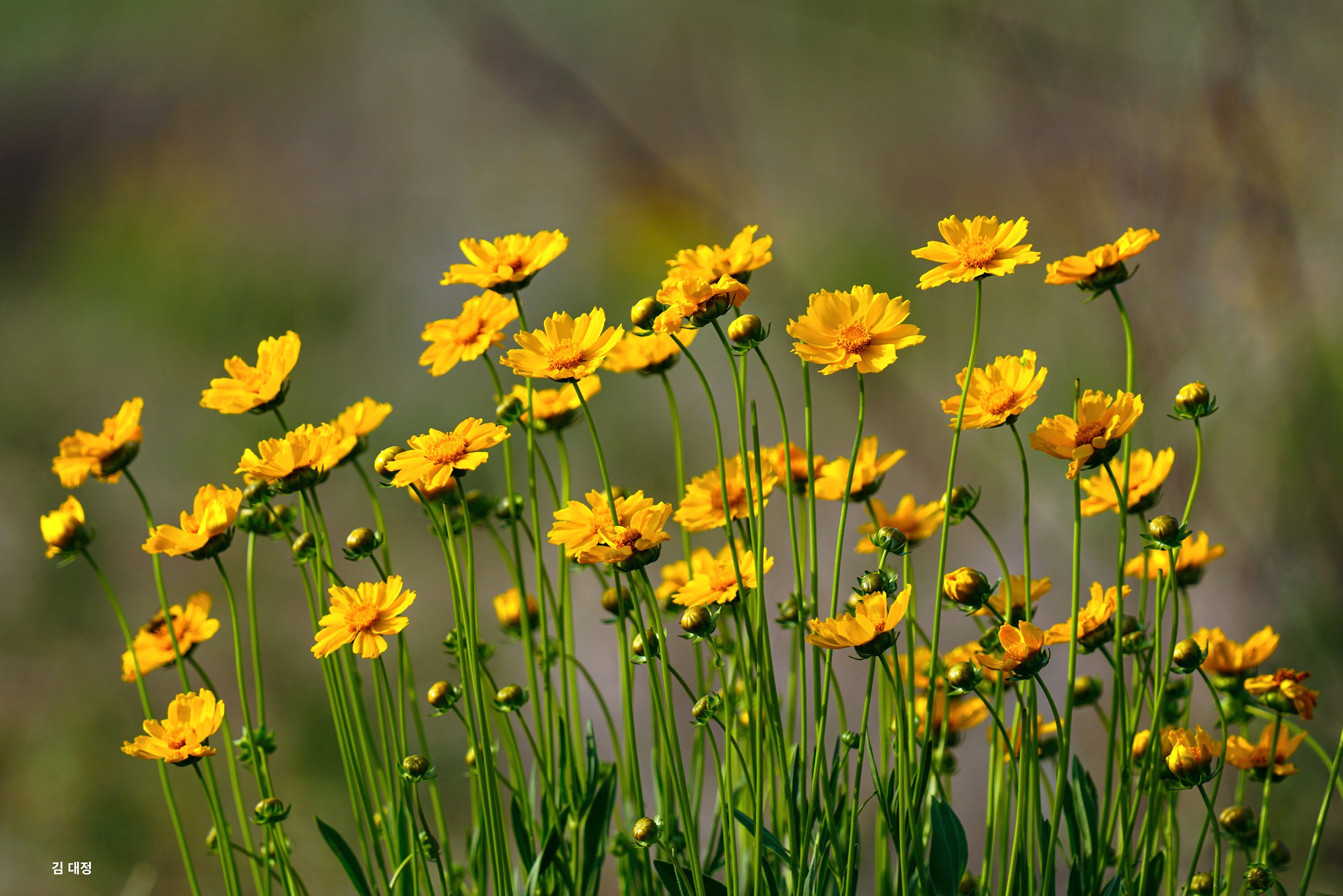 Coreopsis Lanceolata Seeds, Lanceleaf Coreopsis, 100 Seeds, Lanceleaf ...