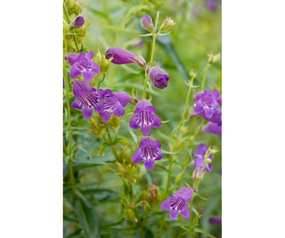 Pike's Peak Penstemon Seeds, Purple, 200 Seeds, Penstemon Mexicali ...