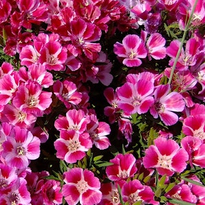Clarkia Farewell to Spring Seeds, Pink and White, 200 Seeds, Clarkia ...