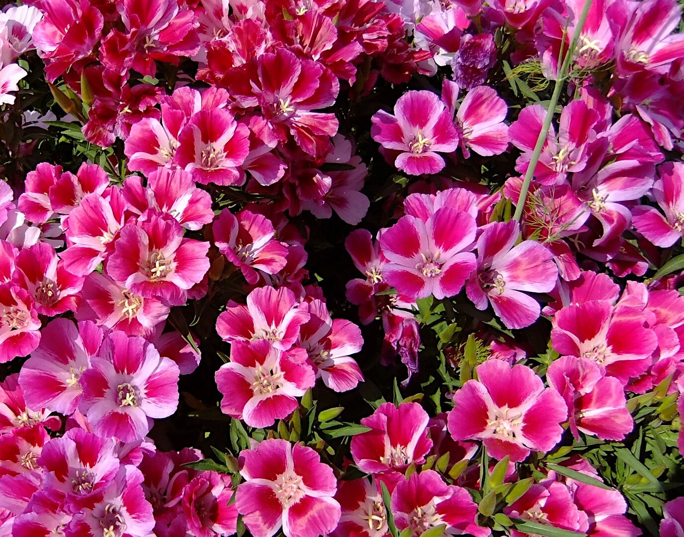 Clarkia Farewell to Spring Seeds, Pink and White, 200 Seeds, Clarkia ...