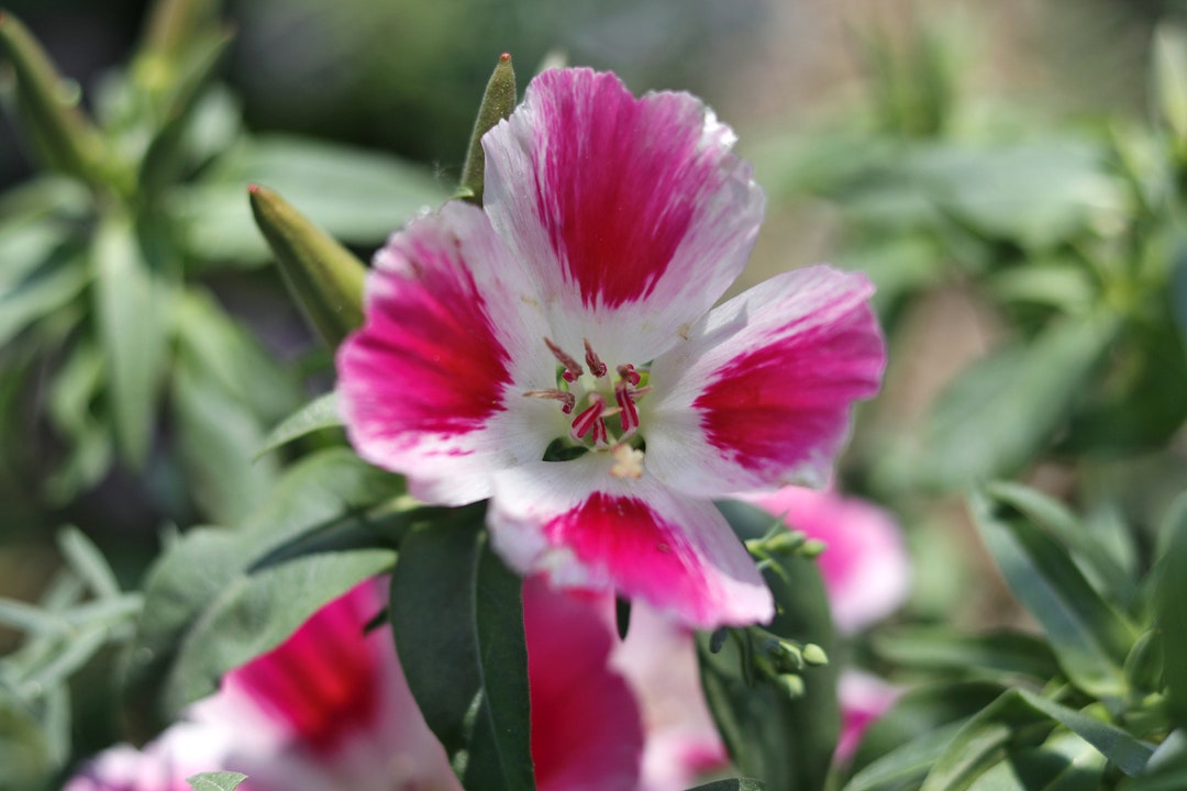 Clarkia Farewell to Spring Seeds, Pink and White, 200 Seeds, Clarkia ...