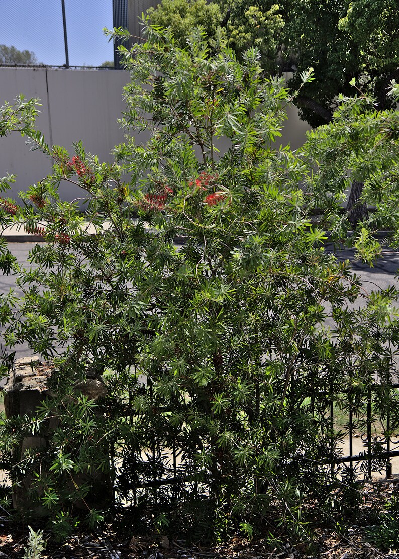 Crimson Bottlebrush Seeds, Callistemon Citrinus, 0.15g Seeds, Red ...