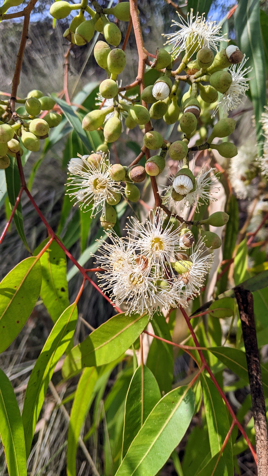 Lemon Scented Gum Seeds, Corymbia Citriodora, 50 Seeds, Eucalyptus ...