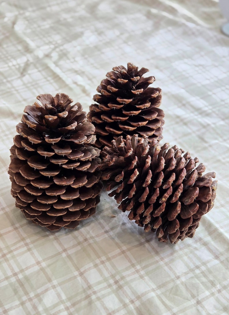 Set of 3 Large Natural Pine Cones – Extra Thick (8” Long × 6” Wide ...