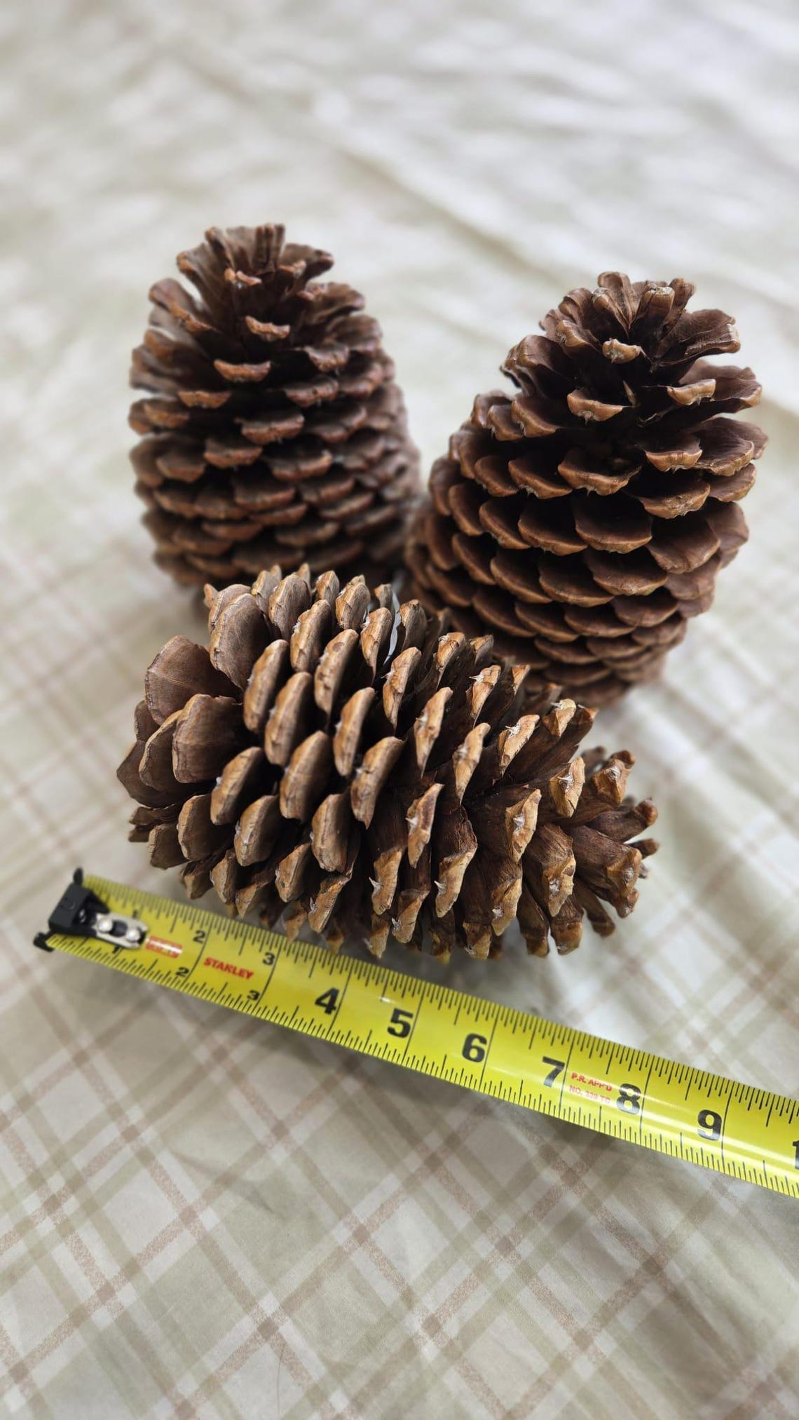 Set of 3 Large Natural Pine Cones – Extra Thick (8” Long × 6” Wide ...