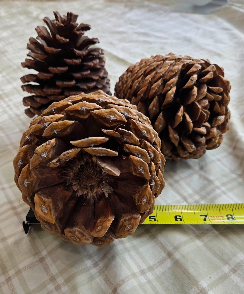 Set of 3 Large Natural Pine Cones – Extra Thick (8” Long × 6” Wide ...