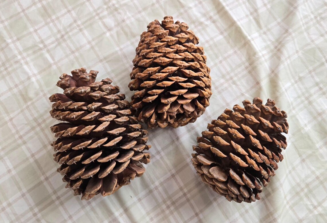 Set of 3 Large Natural Pine Cones – Extra Thick (8” Long × 6” Wide ...