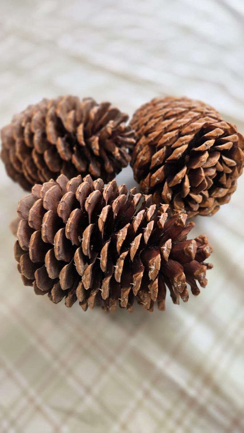 Set of 3 Large Natural Pine Cones – Extra Thick (8” Long × 6” Wide ...