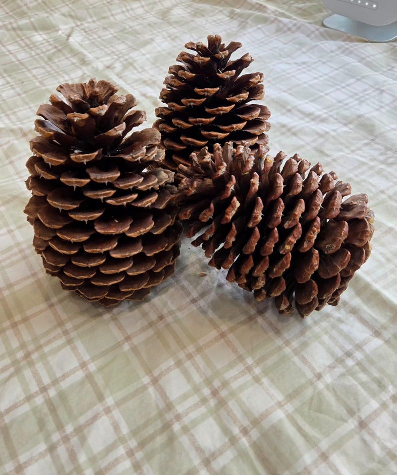Set of 3 Large Natural Pine Cones – Extra Thick (8” Long × 6” Wide ...