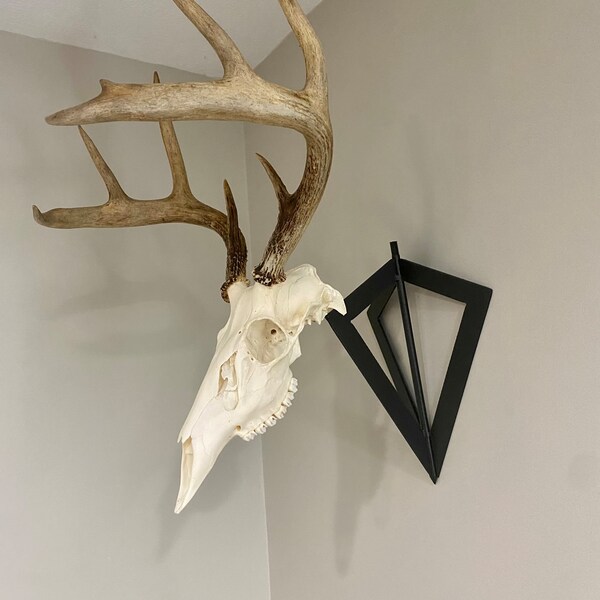 European Mount - Etsy