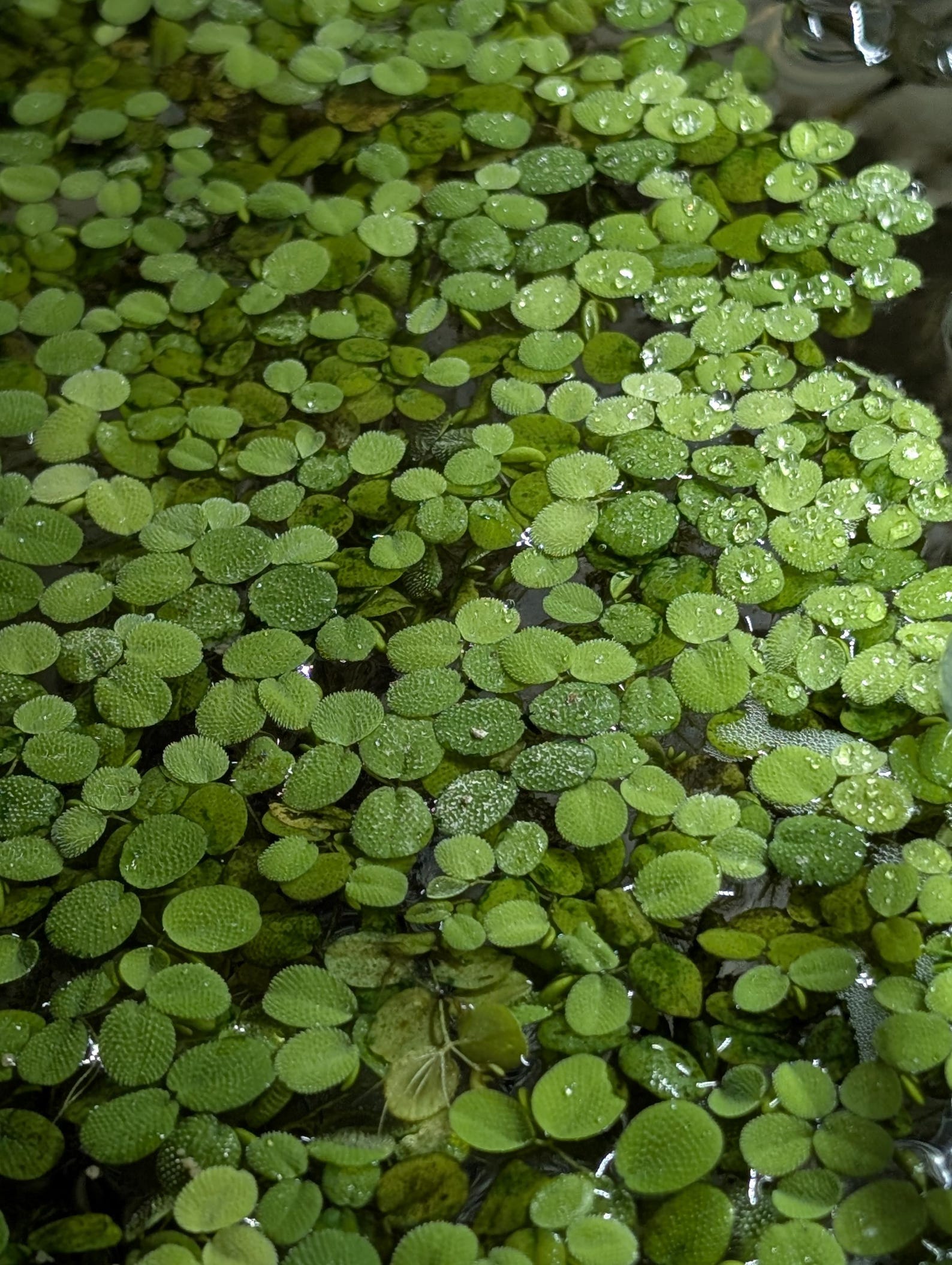 Water Spangles - Cat's Tongue - Salvinia Minima | Floating Aquarium ...
