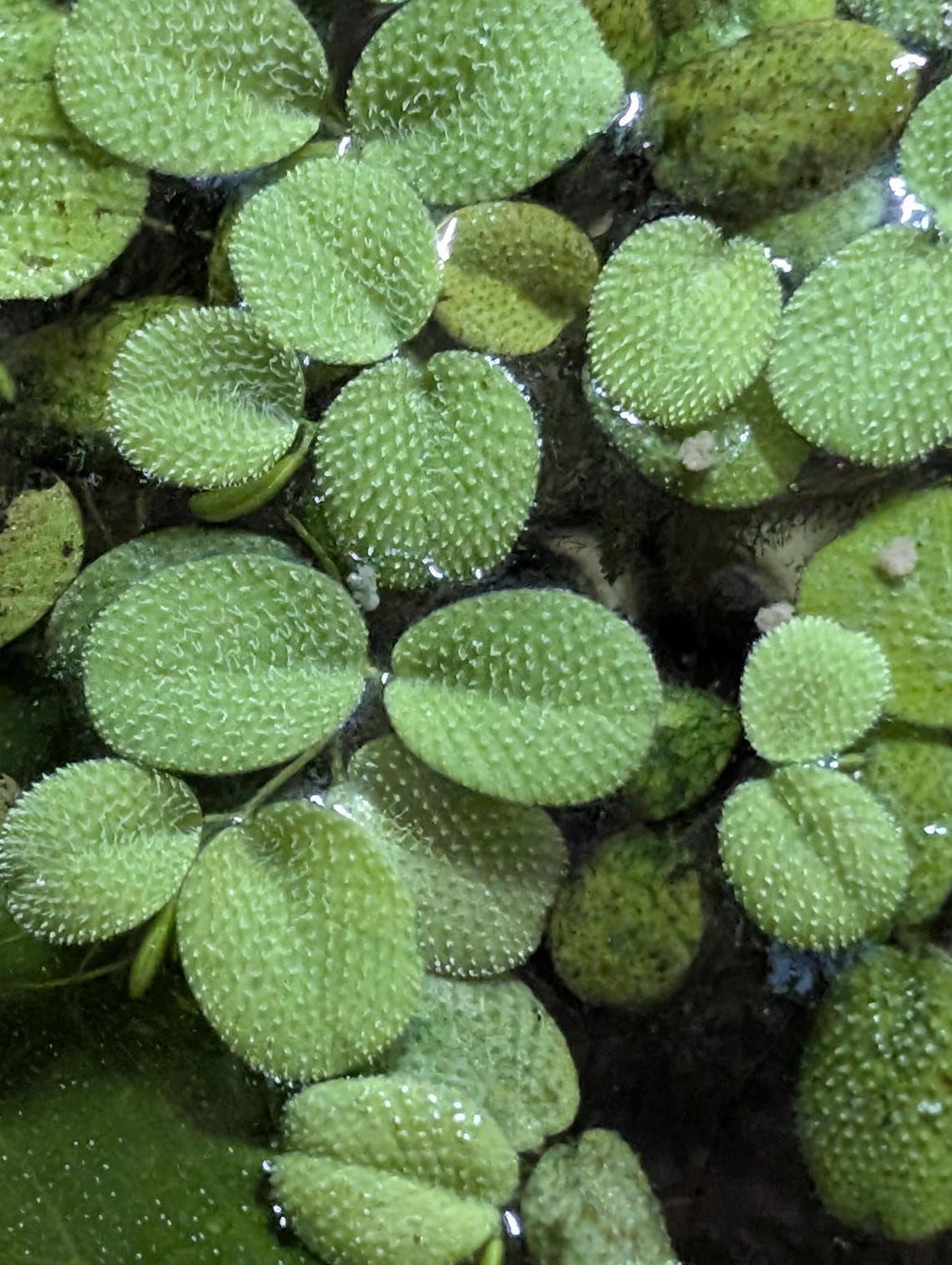 Water Spangles - Cat's Tongue - Salvinia Minima | Floating Aquarium ...