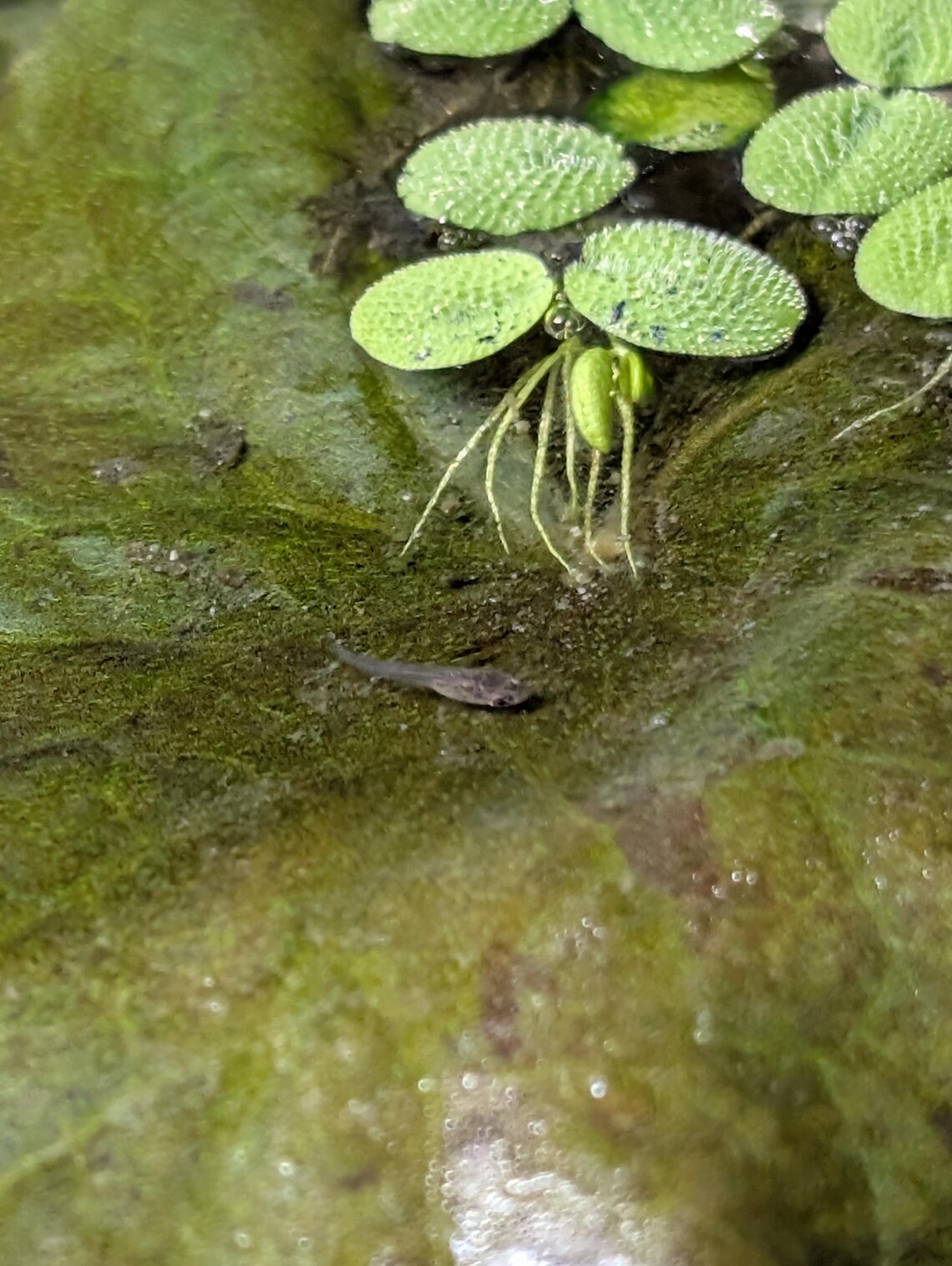 Water Spangles - Cat's Tongue - Salvinia Minima | Floating Aquarium ...