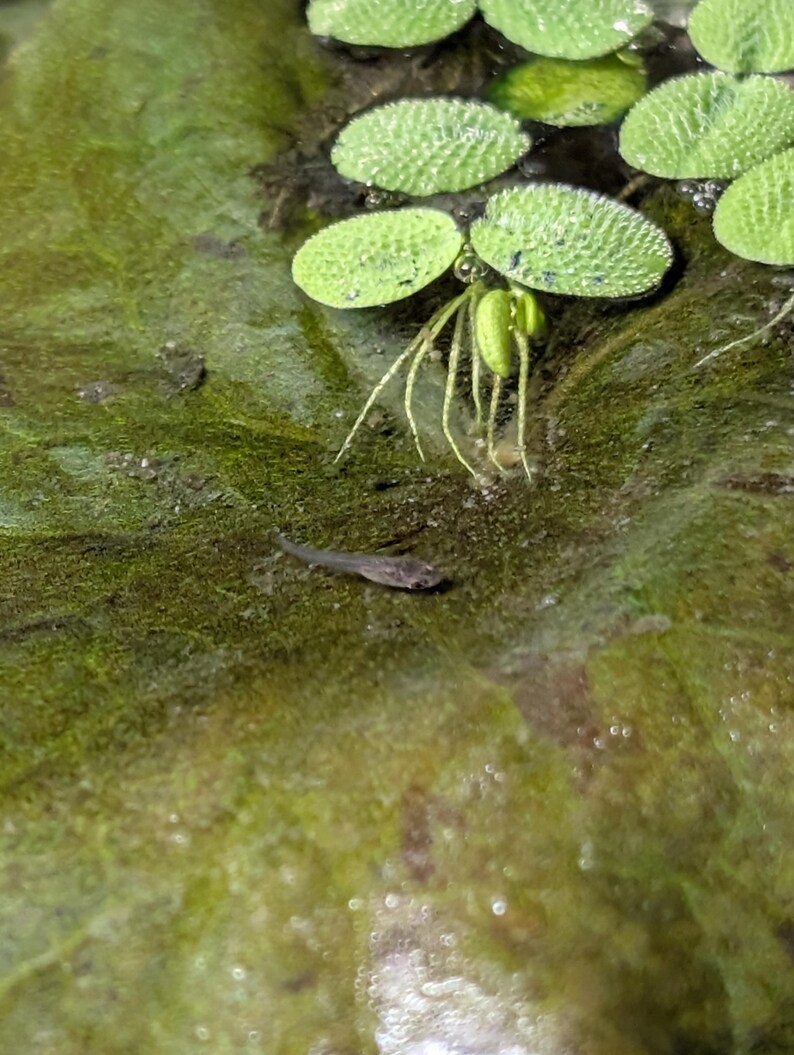 Water Spangles - Cat's Tongue - Salvinia Minima | Floating Aquarium ...