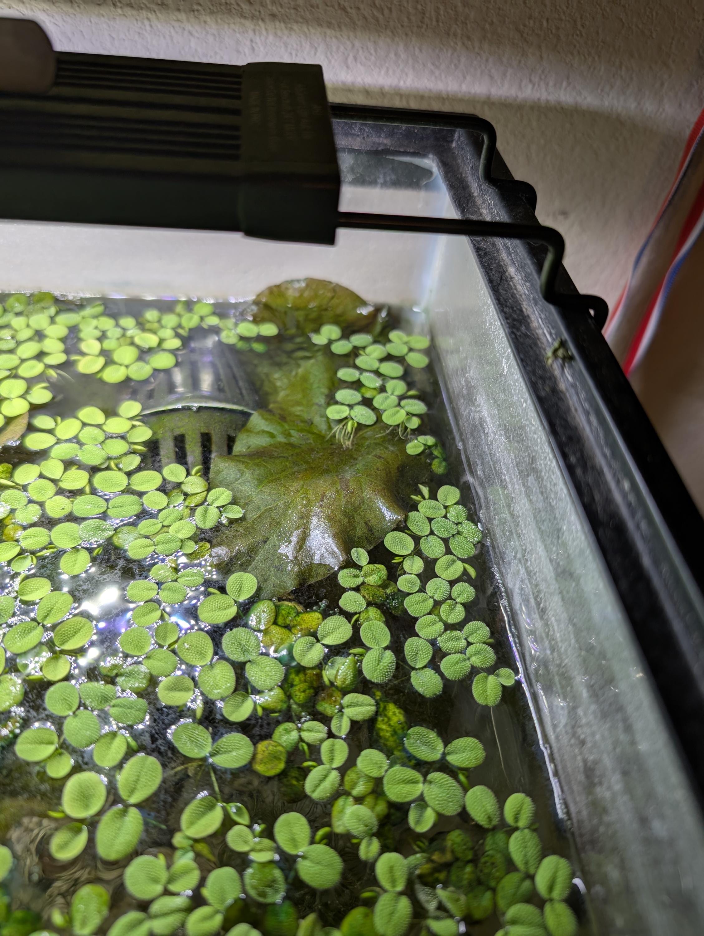 Water Spangles - Cat's Tongue - Salvinia Minima | Floating Aquarium ...