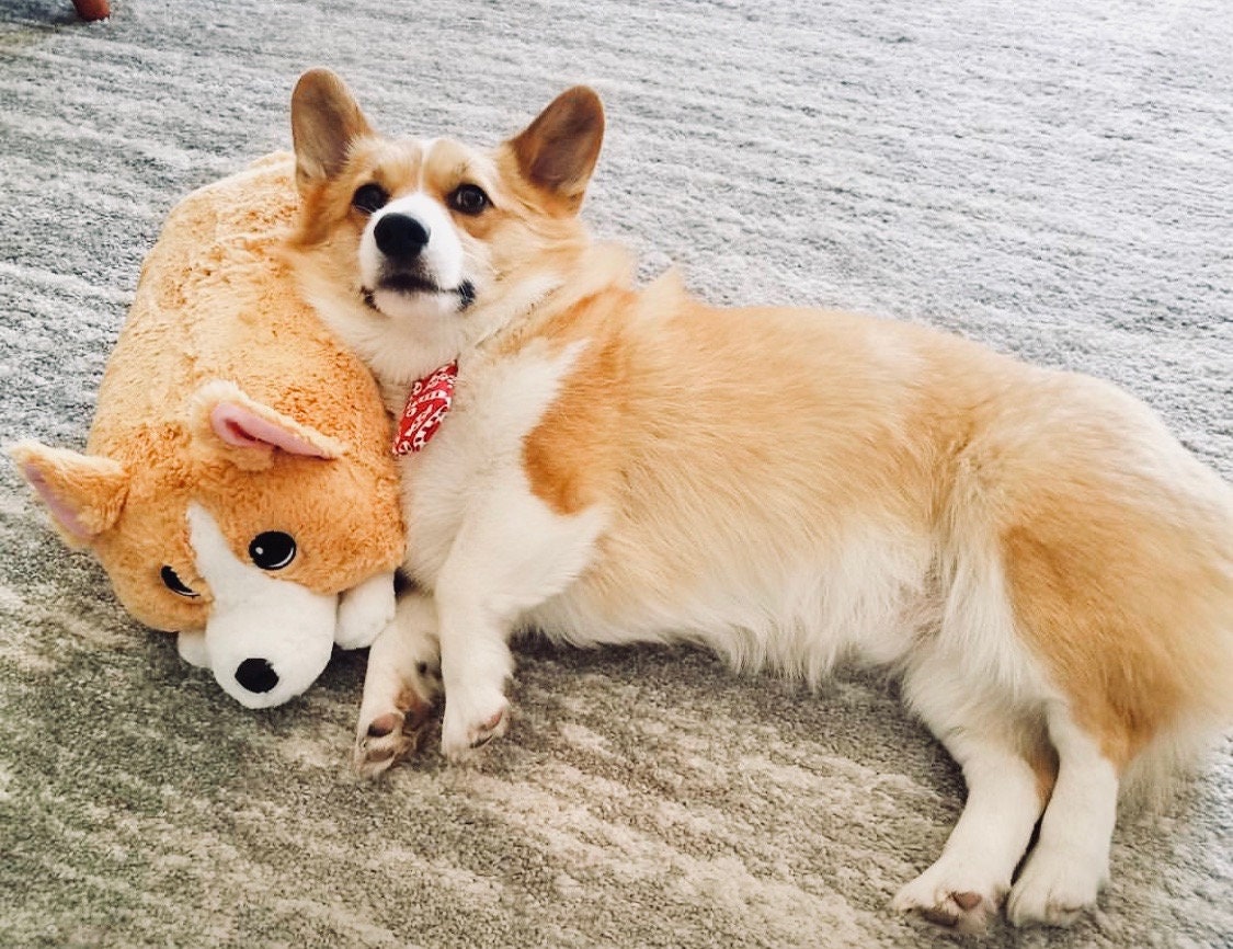 Corgi Plush Toy Memory Foam Pillow Stuffed Animal Soft Cuddly Squishy ...