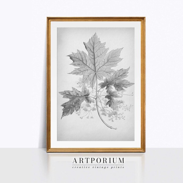 Maple Leaf Print - Etsy