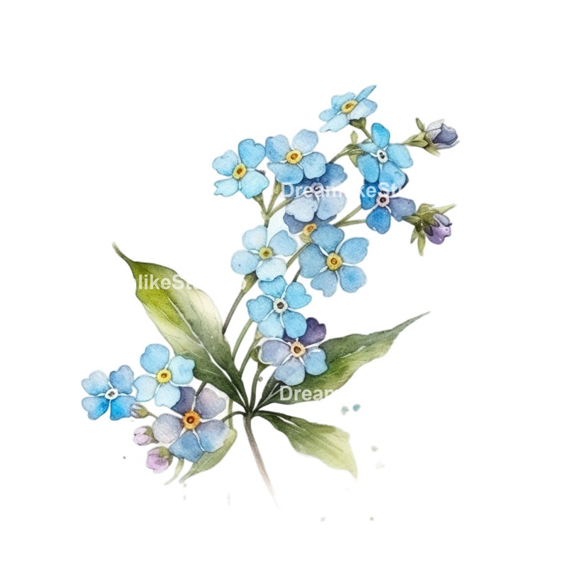 Watercolor Forget-me-not Clipart, Forget-me-not Bouquet PNG, Commercial ...
