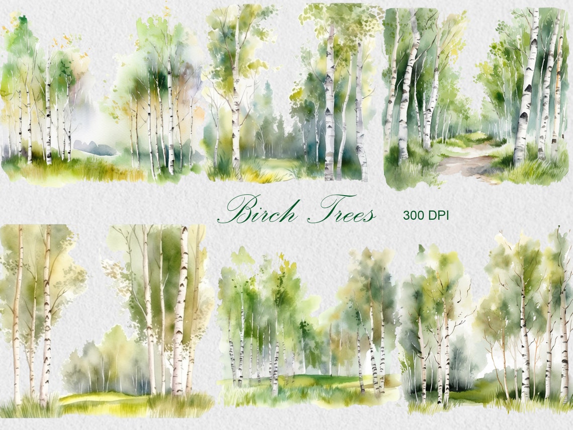 Summer Birch Tree Clipart Watercolor Birch Grove PNG - Etsy