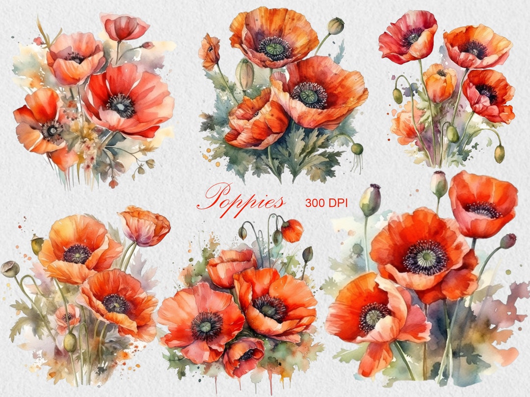 Watercolor Poppy Clipart, Commercial Use Poppy Bouquet Clipart PNG ...
