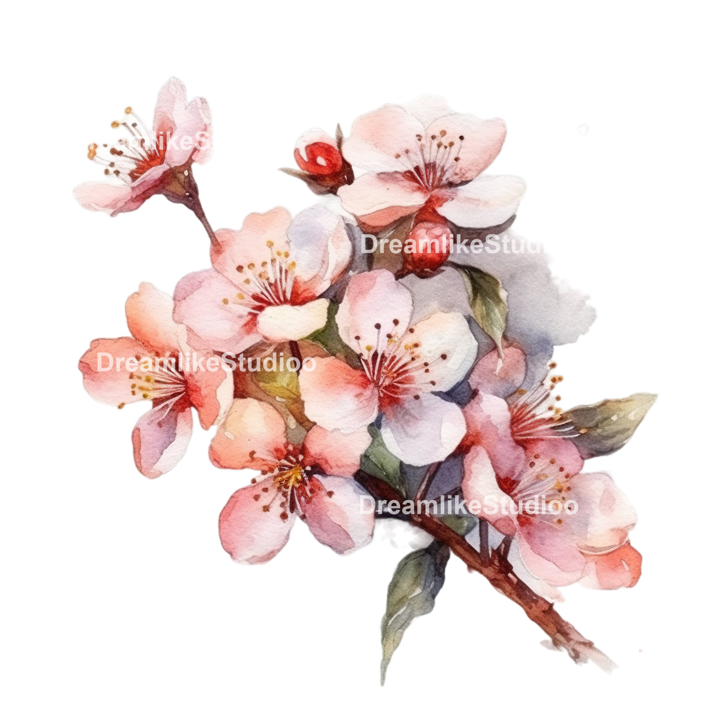 Watercolor Cherry Blossom Clipart Commercial Use Spring - Etsy