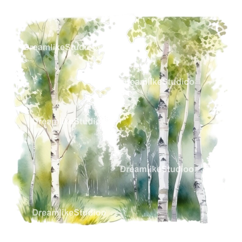 Summer Birch Tree Clipart Watercolor Birch Grove PNG - Etsy