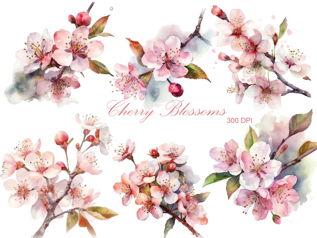 Watercolor Cherry Blossom Clipart, Commercial Use Spring Flowers ...