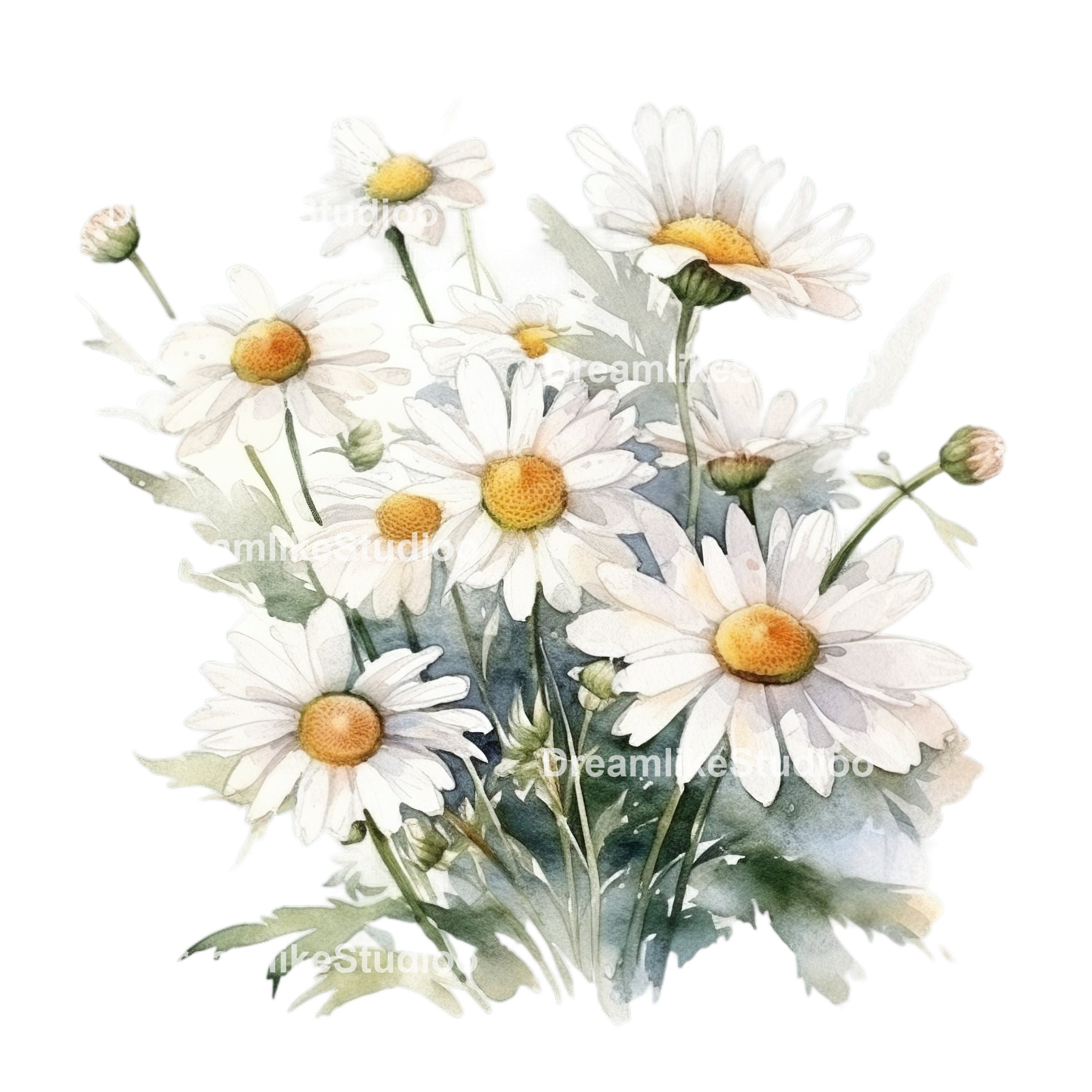 Watercolor Daisies Clipart Daisies Bouquet PNG Commercial - Etsy