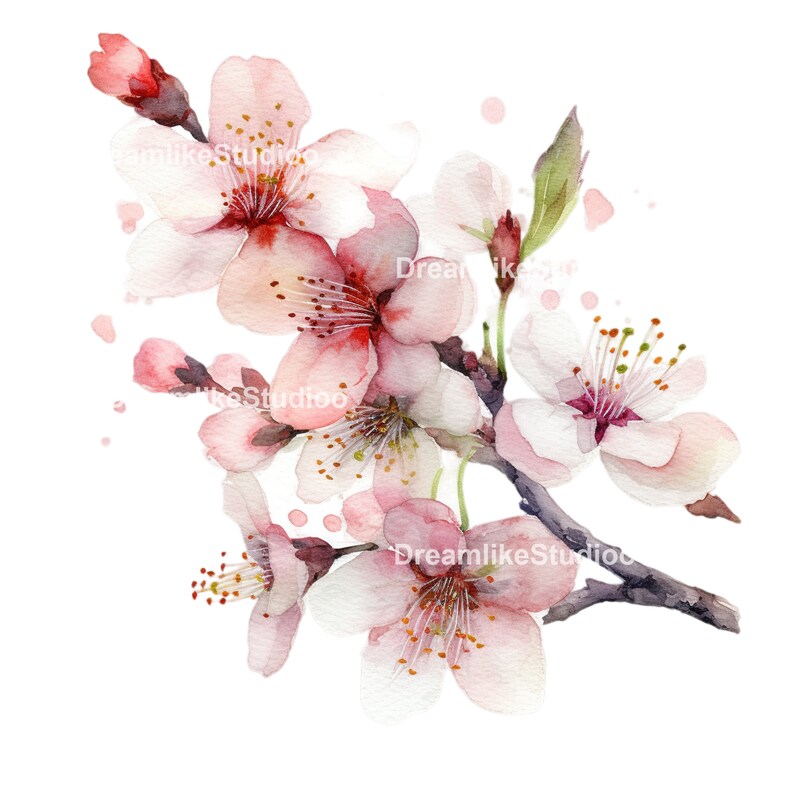 Watercolor Cherry Blossom Clipart, Commercial Use Spring Flowers ...