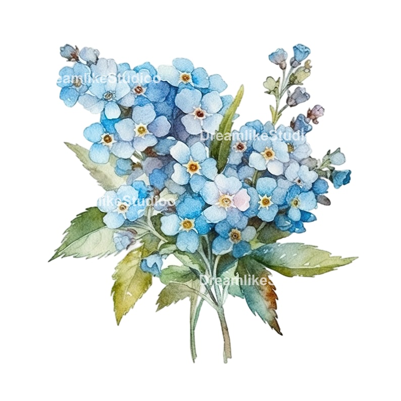 Watercolor Forget-me-not Clipart, Forget-me-not Bouquet PNG, Commercial ...