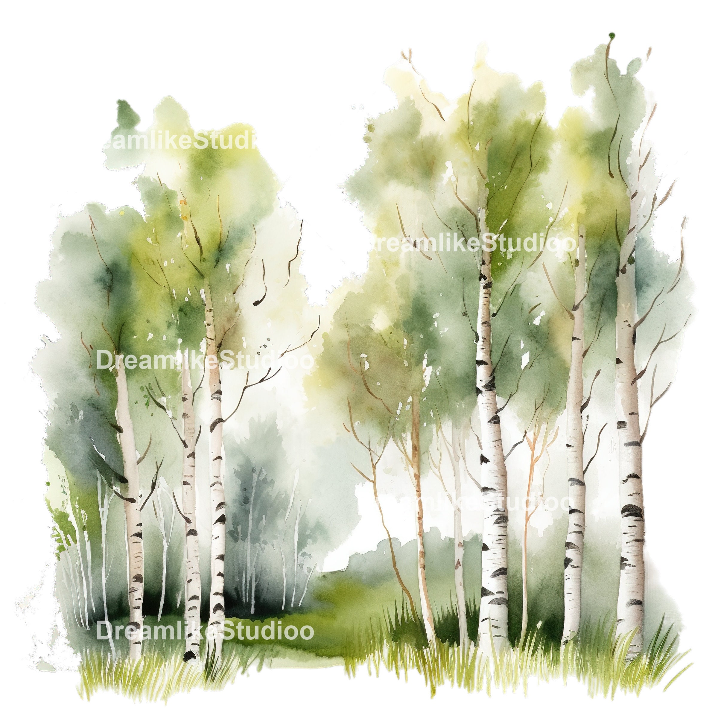 Summer Birch Tree Clipart Watercolor Birch Grove PNG - Etsy