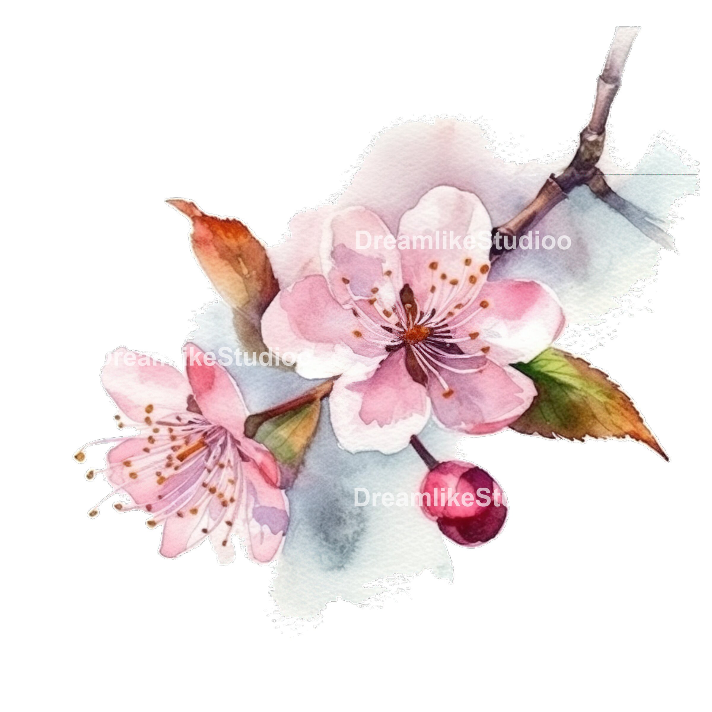 Watercolor Cherry Blossom Clipart Commercial Use Spring - Etsy