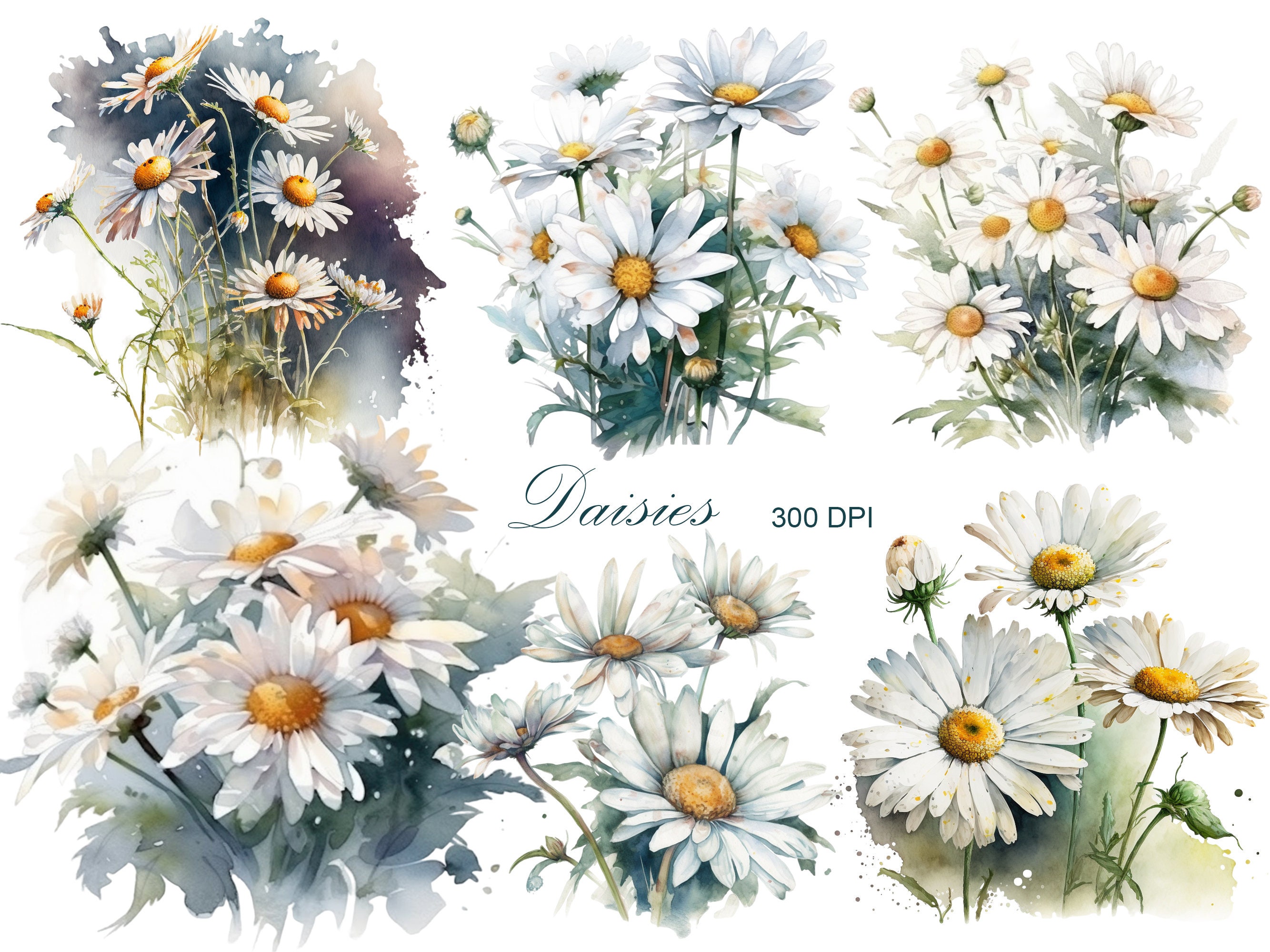 Watercolor Daisies Clipart Daisies Bouquet PNG Commercial - Etsy