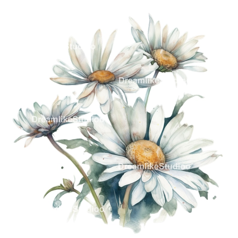 Watercolor Daisies Clipart Daisies Bouquet PNG Commercial - Etsy