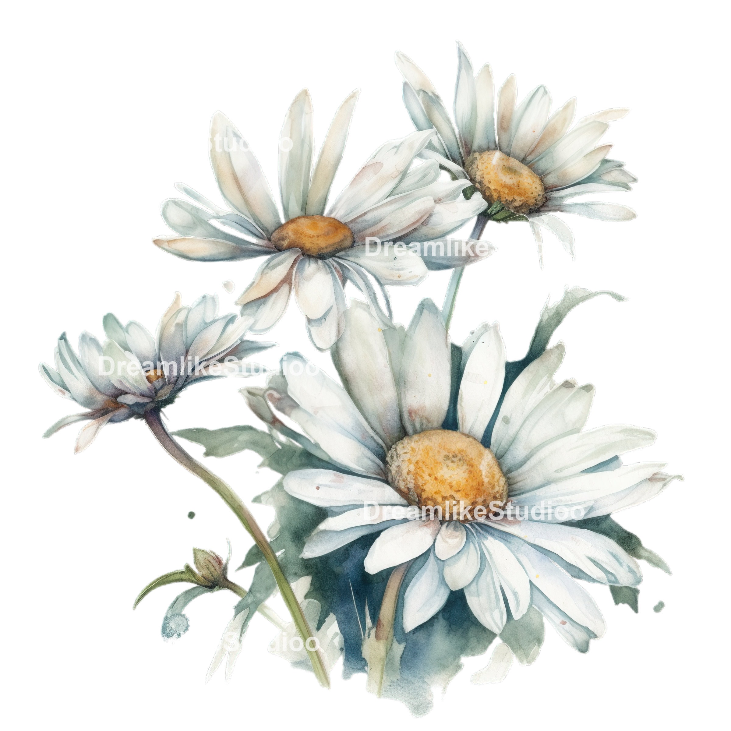 Watercolor Daisies Clipart Daisies Bouquet PNG Commercial - Etsy